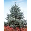 12.7-Gallon Hoopsi Blue Spruce Feature Tree in Pot (With Soil) (L4101 ...