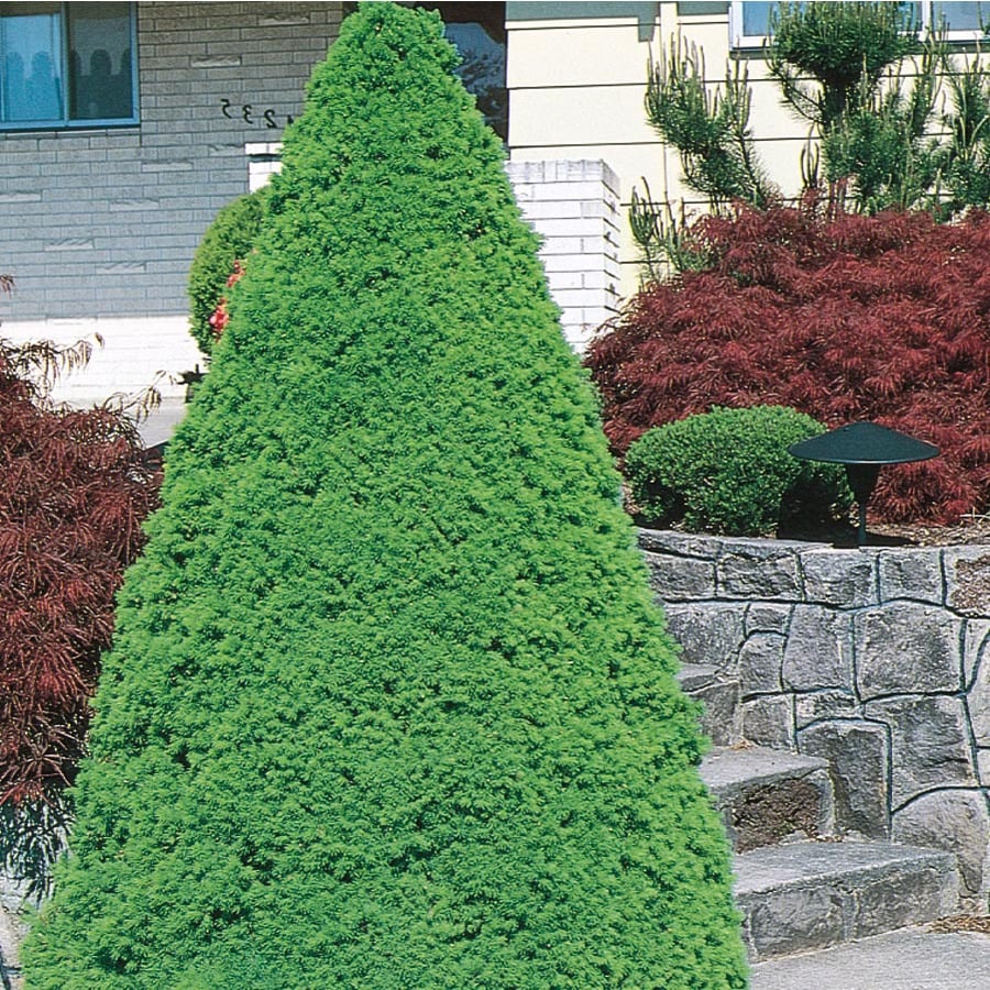 9.64-Gallon Dwarf Alberta Spruce Feature Shrub in Pot (L8449) at Lowes.com