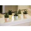 LiveTrends 4-Pack Tipu in Ceramic Planter (Assorted) at Lowes.com