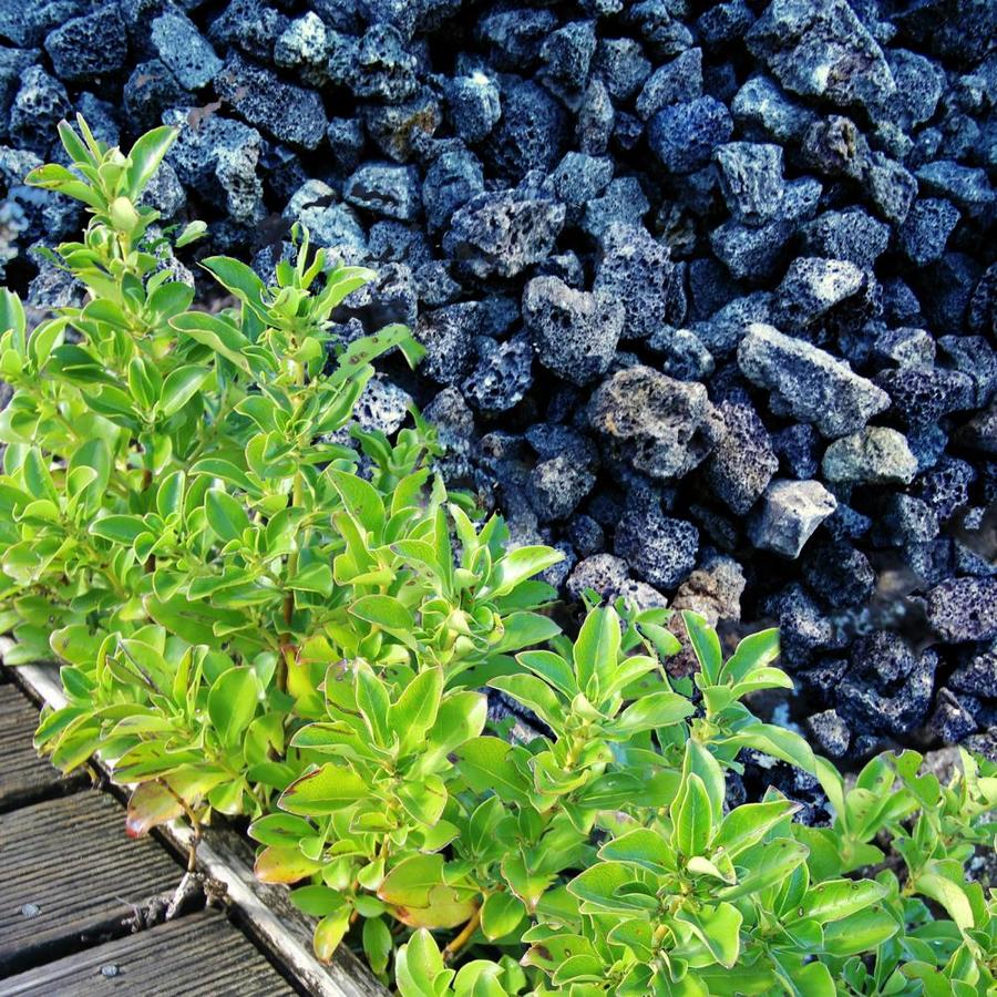 Hopper 1 Cubic Yard Black Lava Rock at Lowes.com