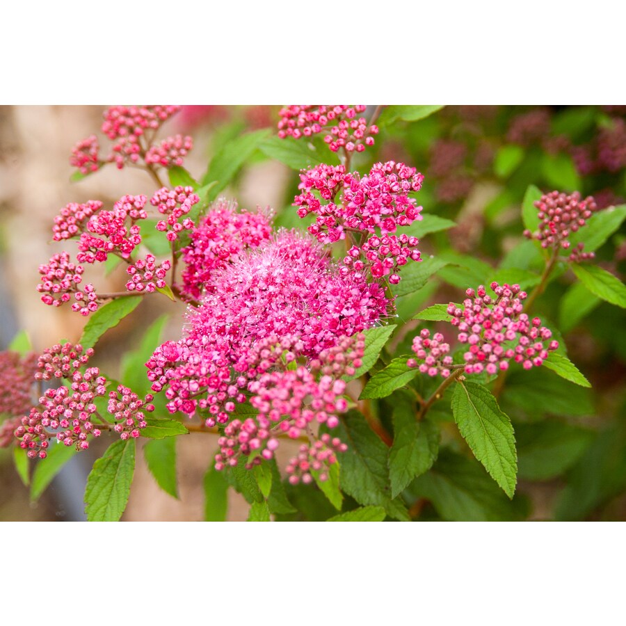 First Editions 2-Gallon Pink Superstar Spirea Flowering Shrub in Pot at ...