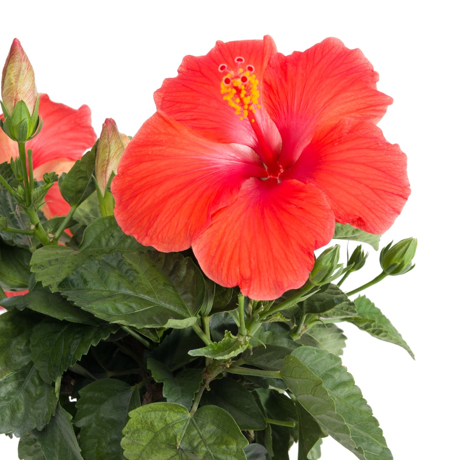 2-Gallon Multicolor Hibiscus Flowering Shrub in Pot at Lowes.com