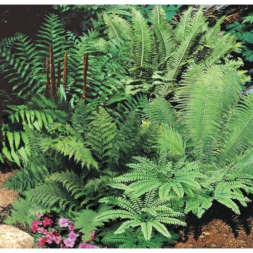 Spring Hill Nurseries 5-Pack 5-Pack in Bareroot Hardy Shade Loving Fern ...