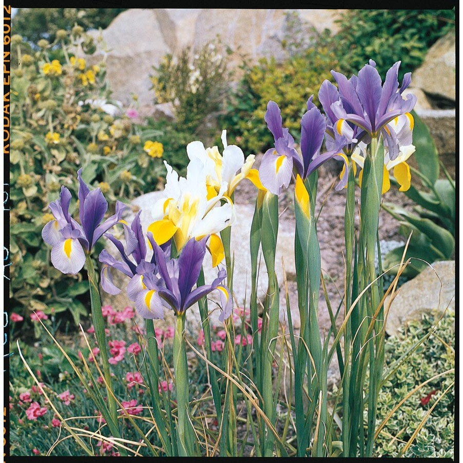 60-Pack Dutch Iris Mix (L5801) at Lowes.com
