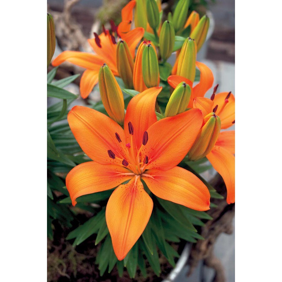 Brunello Asiatic Lily at Lowes.com