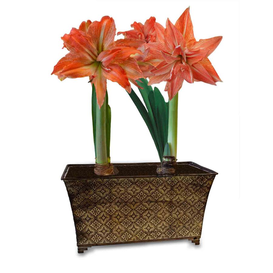 2-Pack Lady Jane Amaryllis Bulbs at Lowes.com
