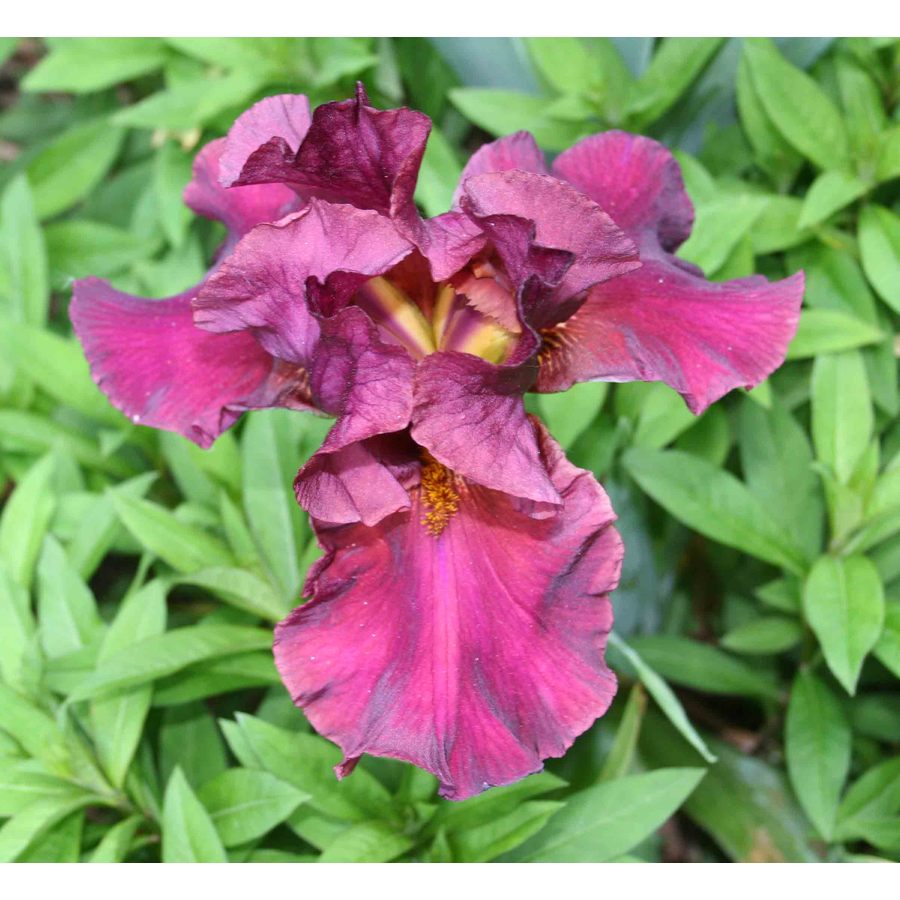 Lady in Red Dwarf Bearded Iris Bulb at Lowes.com