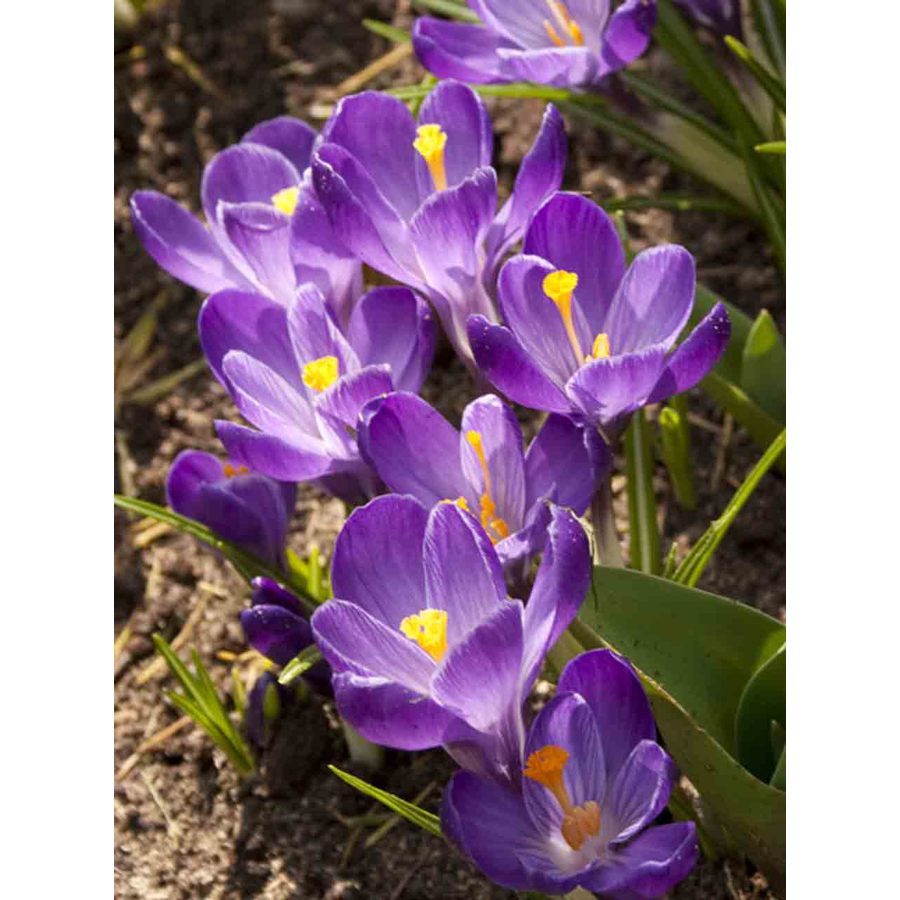 25-Pack Ruby Giant Specie Crocus Bulbs at Lowes.com