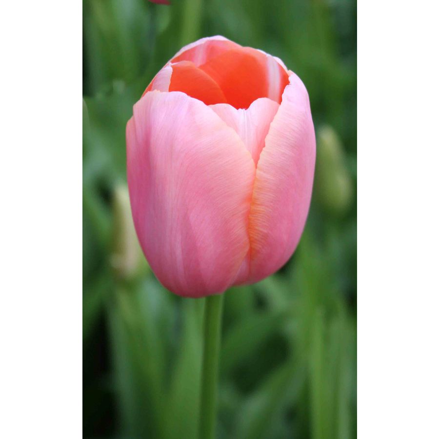 10-Pack Menton Single Late Tulip Bulbs at Lowes.com