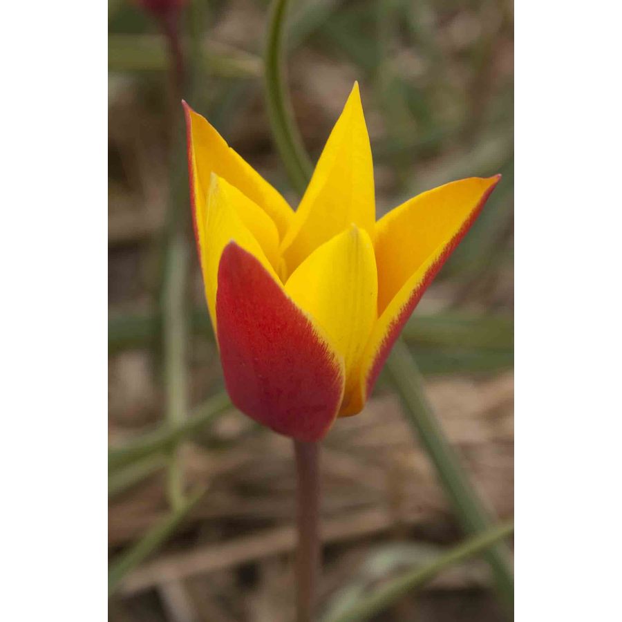 10-Pack Chrysantha Tulip (Miniature Tulip) Bulbs at Lowes.com