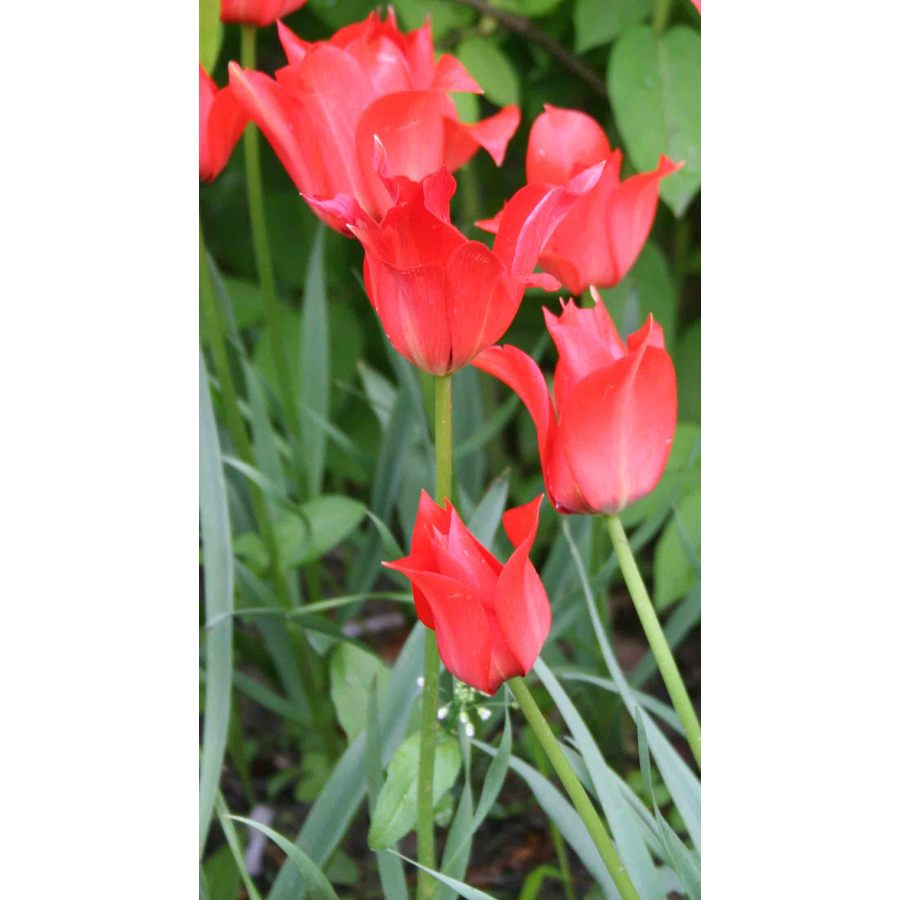 10-Pack Wilsoniana Miniature Tulip Bulbs at Lowes.com