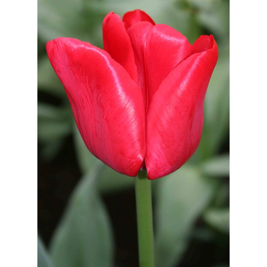10-Pack Ile De France Triumph Tulip Bulbs at Lowes.com