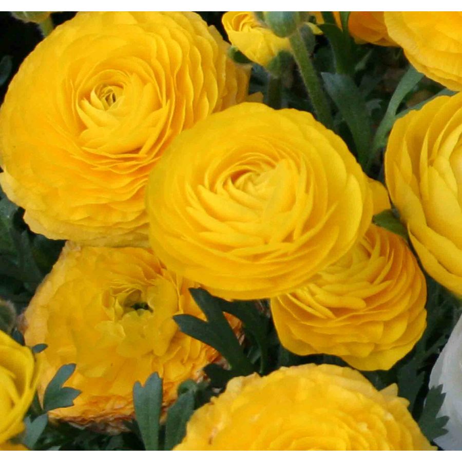 10-Pack Yellow Ranunculus Bulbs at Lowes.com