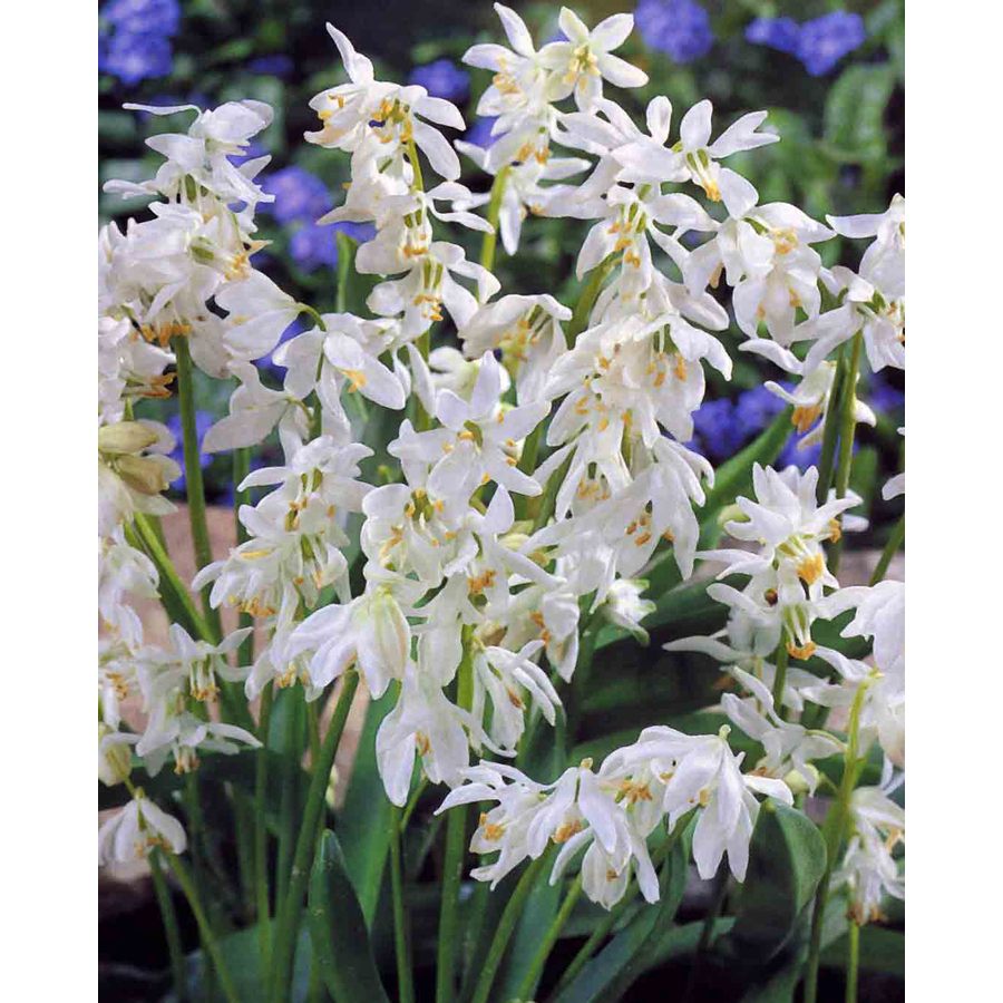 25-Pack Scilla Siberica Alba Bulbs at Lowes.com