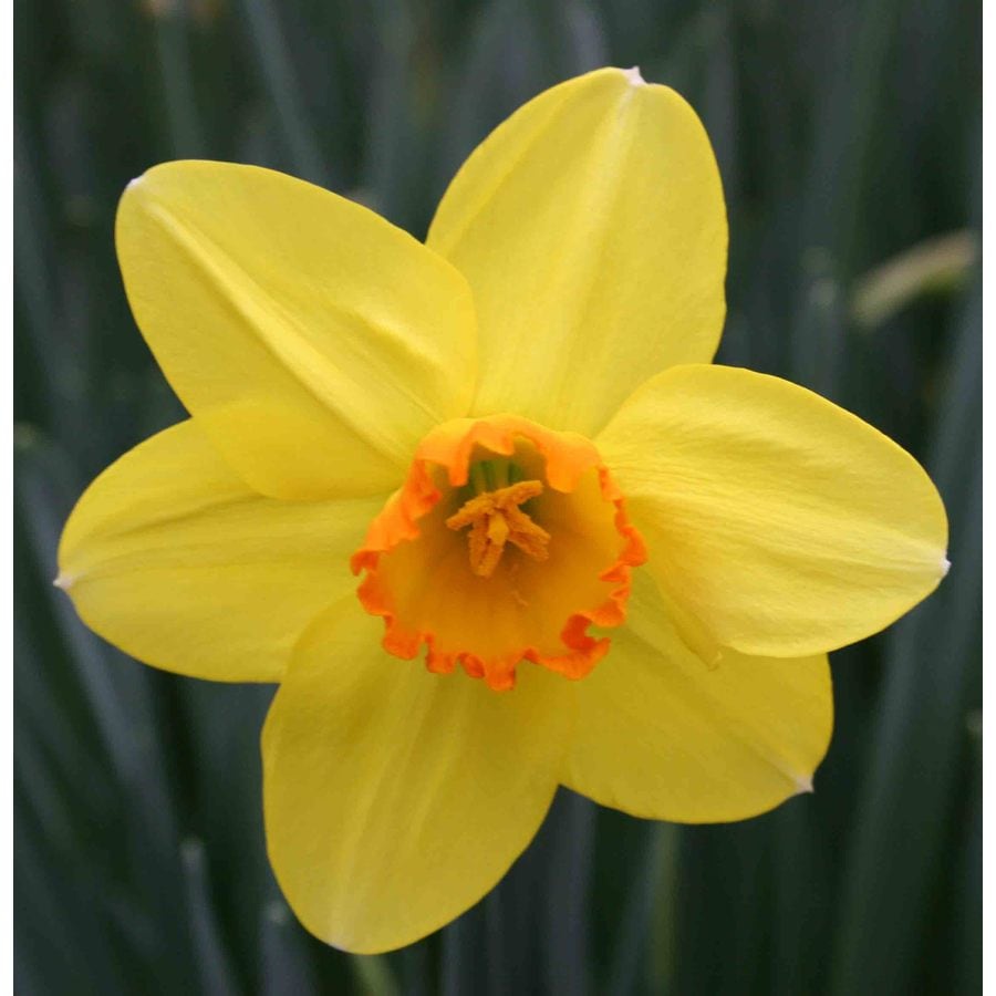 5-Pack Pinza Large Cupped Daffodil Bulbs at Lowes.com