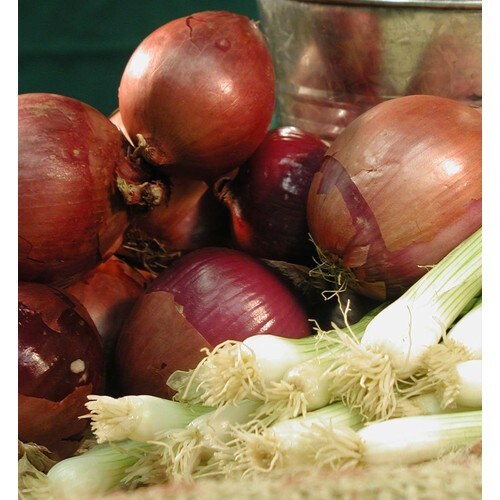 Red Comred Onion-Set Bulbs in the Plant Bulbs department at Lowes.com