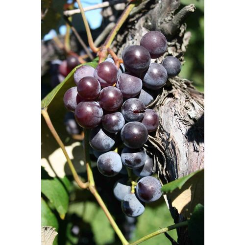 Blue Concord Grape Bulbs in the Plant Bulbs department at Lowes.com