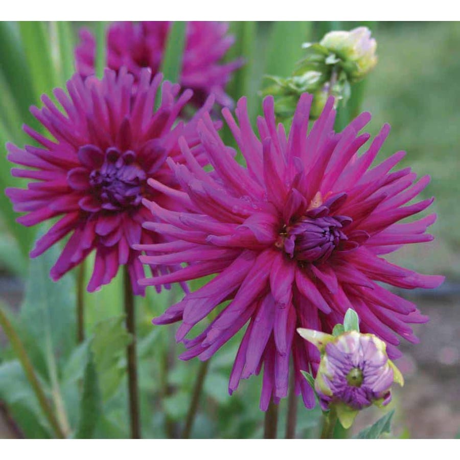 3-Pack Purple Gem Cactus Dahlia Bulbs at Lowes.com