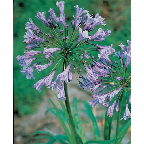 African Lily Bulb in the Plant Bulbs department at Lowes.com