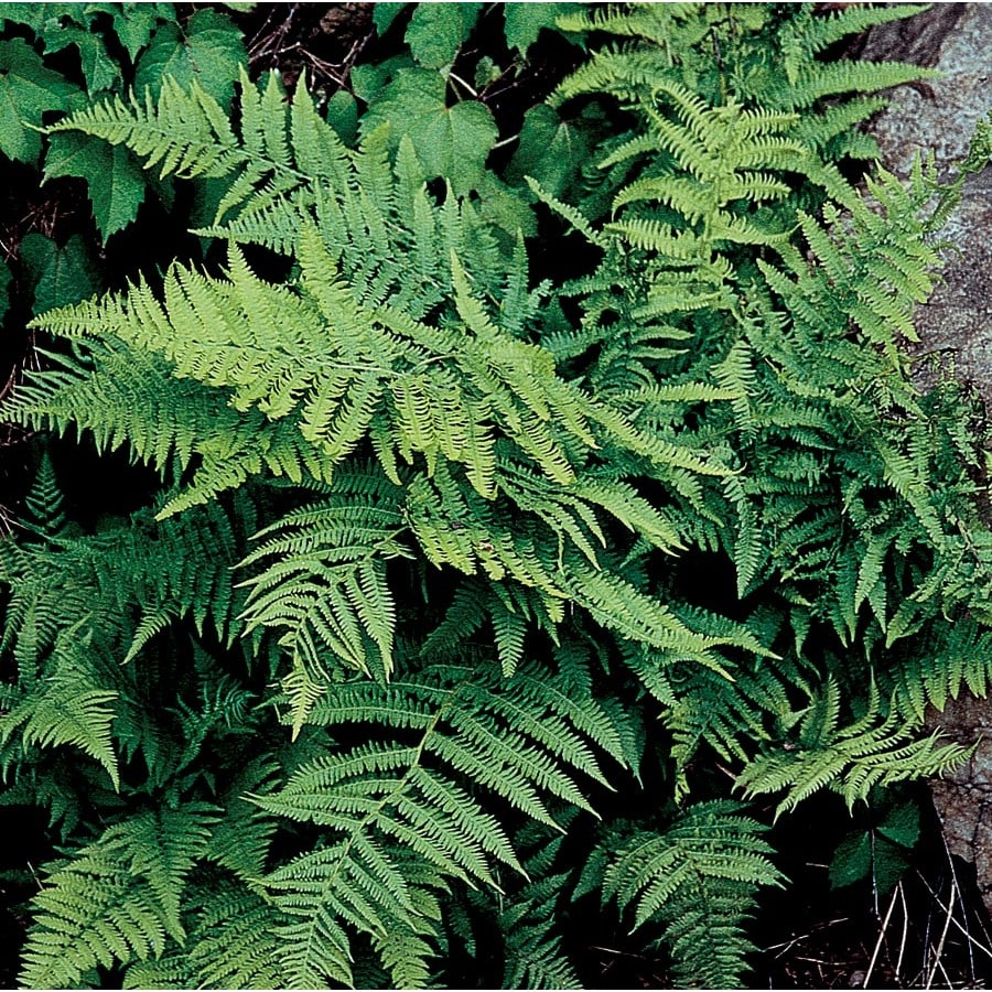 Shop 1-Quart Potted Lady Fern (L8048) at Lowes.com