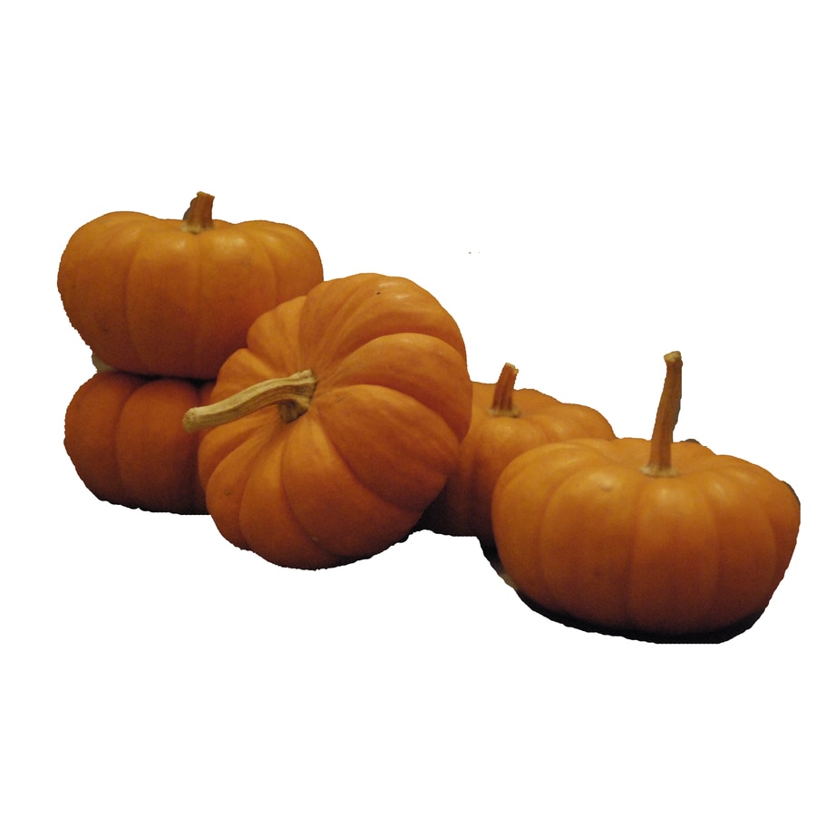 5-Pack Fresh Orange Ornamental Pumpkin Bundle at Lowes.com