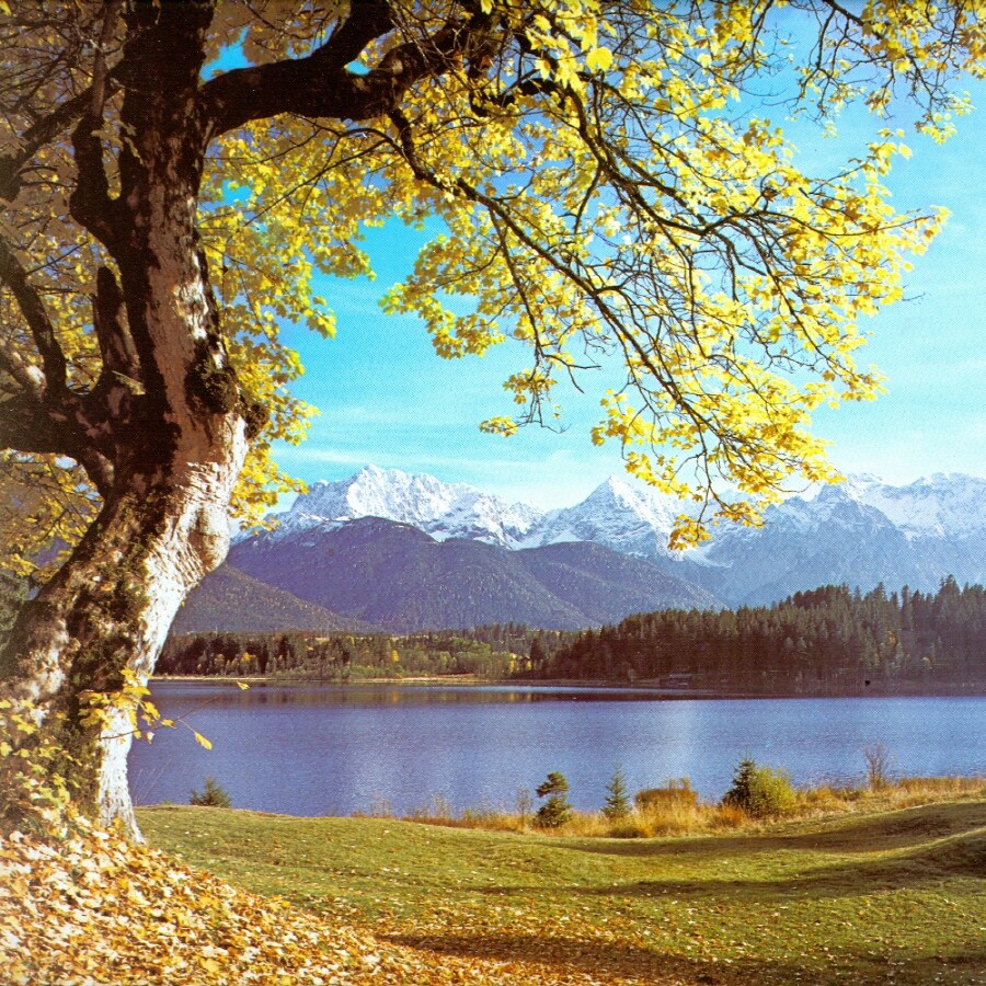 Shop Astek Mural Wallcovering at Lowes.com