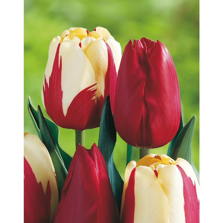 Bicolor World Expression and Grand Douceur Tulip Bulbs (LB22361) at ...