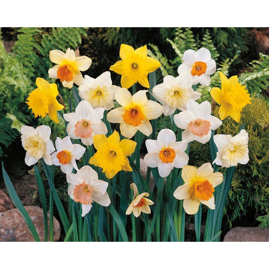 Mixed Split Crown Mixed Daffodil Bulbs (LB21994) at Lowes.com