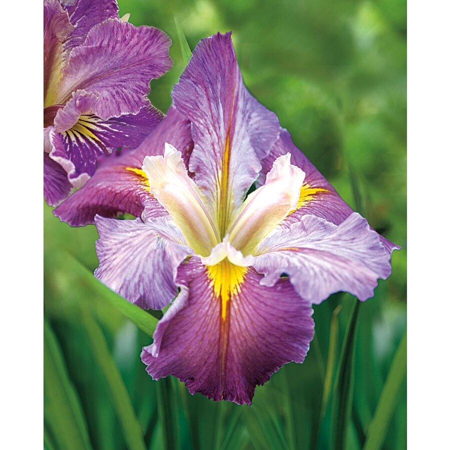 Bicolor Cajun Capers Louisiana Iris in the Footwear department at Lowes.com
