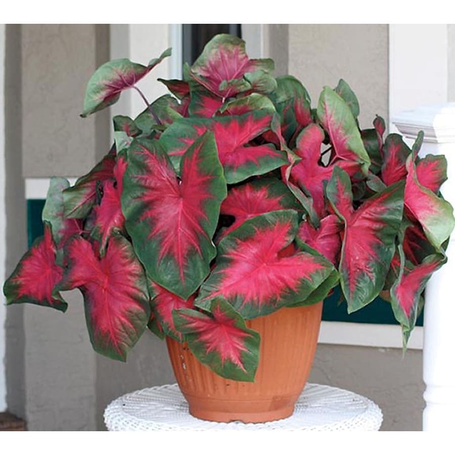 5-Pack John Peed Caladium (L22074) in the Annuals department at Lowes.com