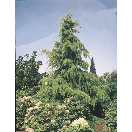 3.25-Gallon Golden Deodar Cedar Tree (L9467) at Lowes.com