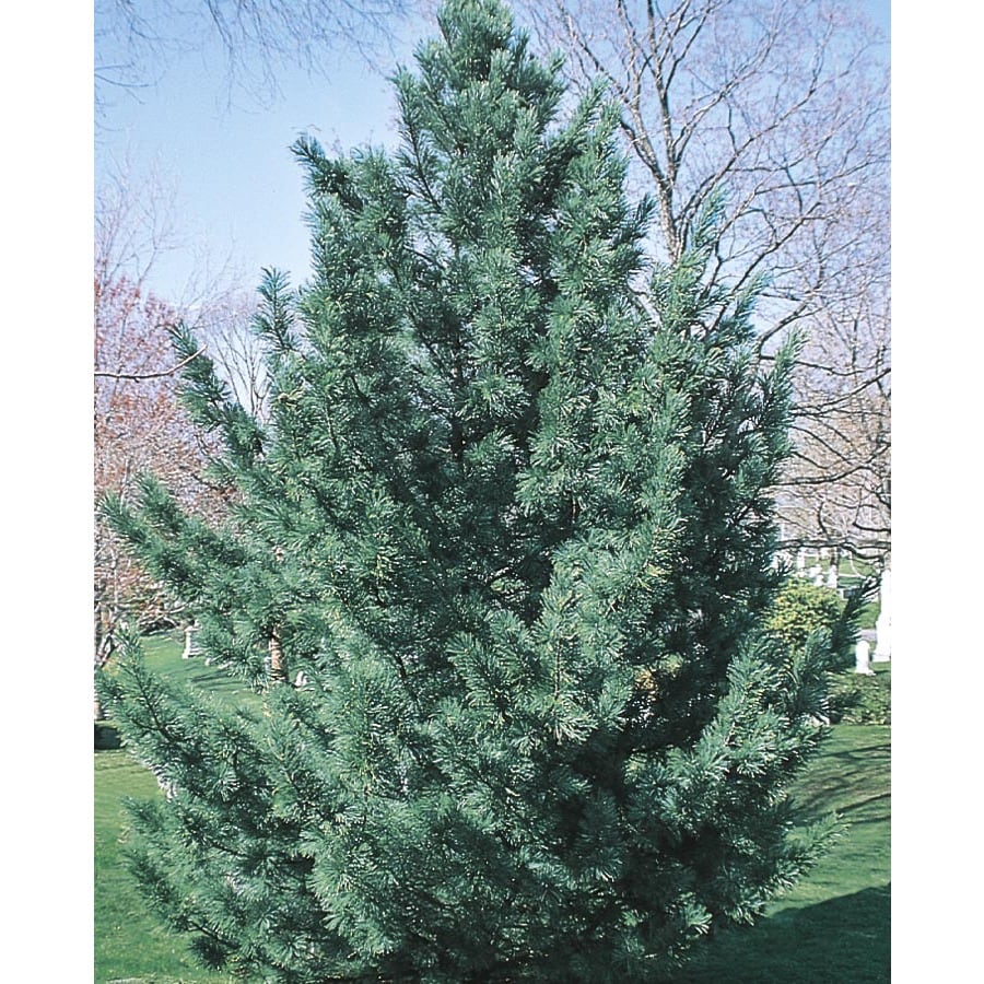 2.5-Quart Vanderwulf's Pyramid Limber Pine Feature Tree (L6874) at ...