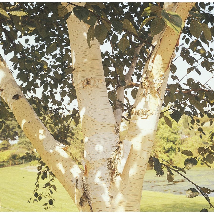 3.63-Gallon White-barked Himalayan Birch Feature Tree in Pot (With Soil ...