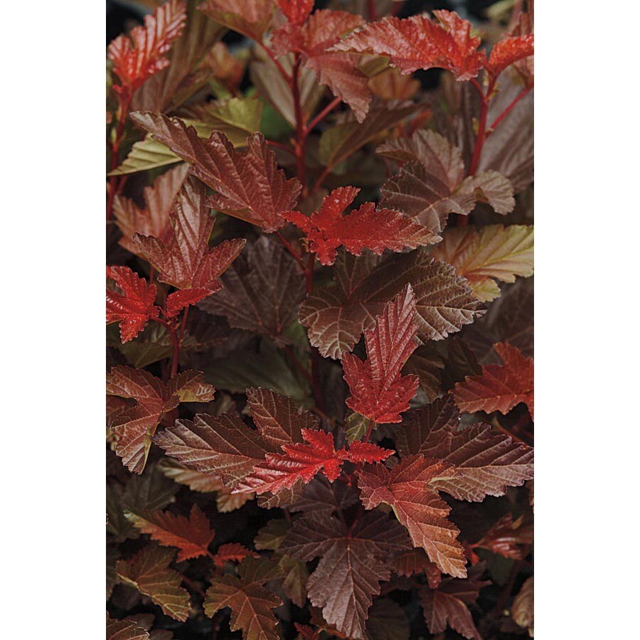 Pink Ruby Spice Ninebark Accent Shrub In Pot (With Soil) at Lowes.com