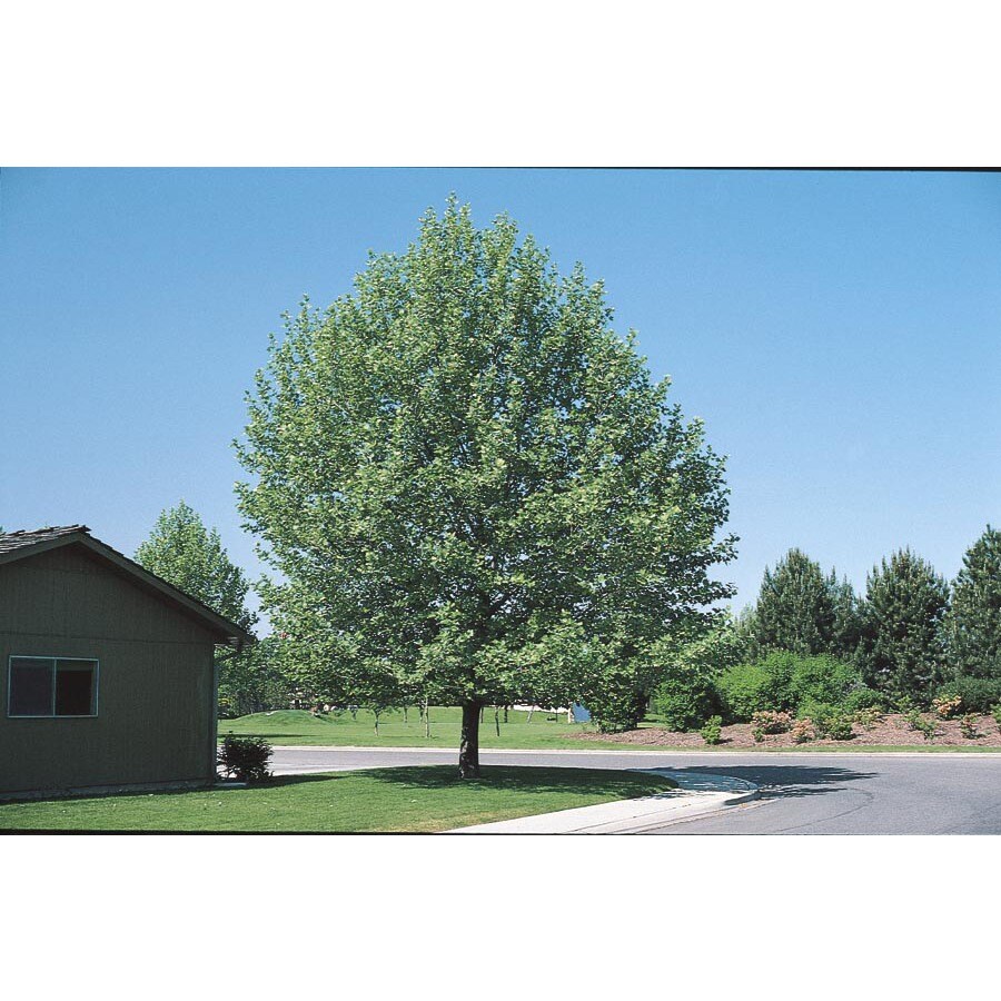 10.25-Gallon Bloodgood London Planetree (L6342) in the Trees department ...