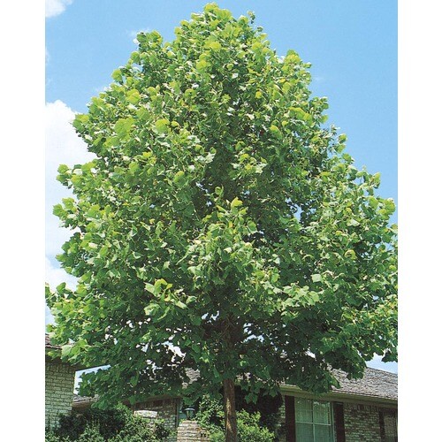 6-Gallon Sycamore Shade Tree in Pot (With Soil) (L1049) in the Trees ...