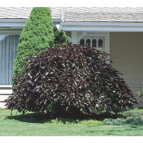 19.5-Gallon Purple Fountain Weeping Beech (L6780) in the Trees ...