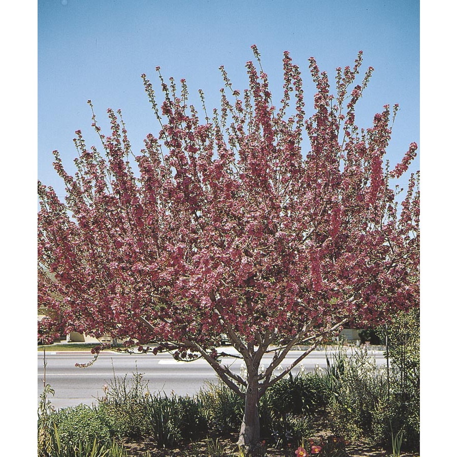 Pink Flowering Tree Radiant Crabapple at Lowes.com