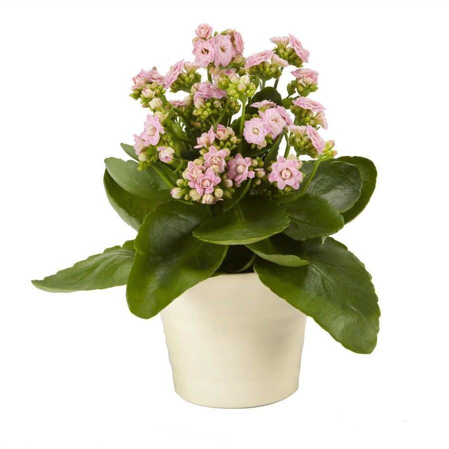 Exotic Angel Plants Pink Kalanchoe (L20335) at Lowes.com