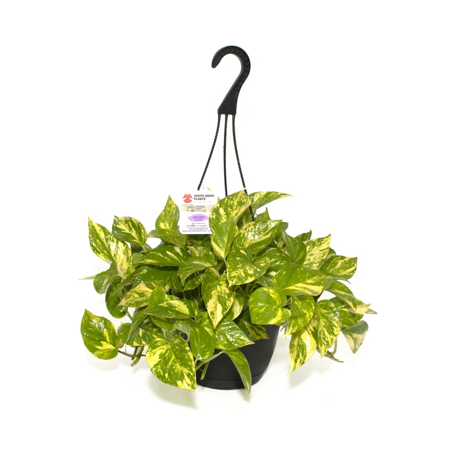 Exotic Angel Plants Pothos Golden in 3.0 Quart Hanging Basket in the ...
