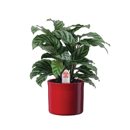 Exotic Angel Plants 6-in Calathea (L20924hp) in the House Plants ...