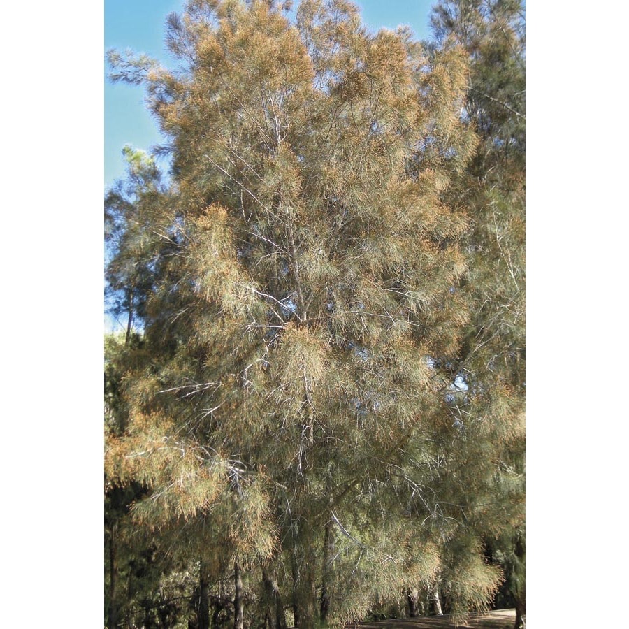 2.71-Quart Red River She Oak Feature Tree (L24309) at Lowes.com