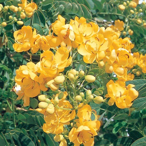 2.5-Quart Yellow Desert Cassia Flowering Tree (L22446) at Lowes.com