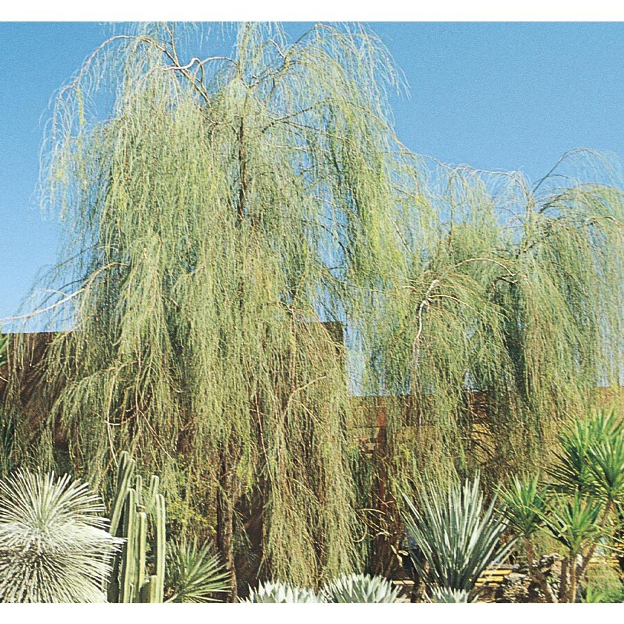 10.25 -Gallon Feature tree Evergreen Shoestring Acacia In pot (with ...