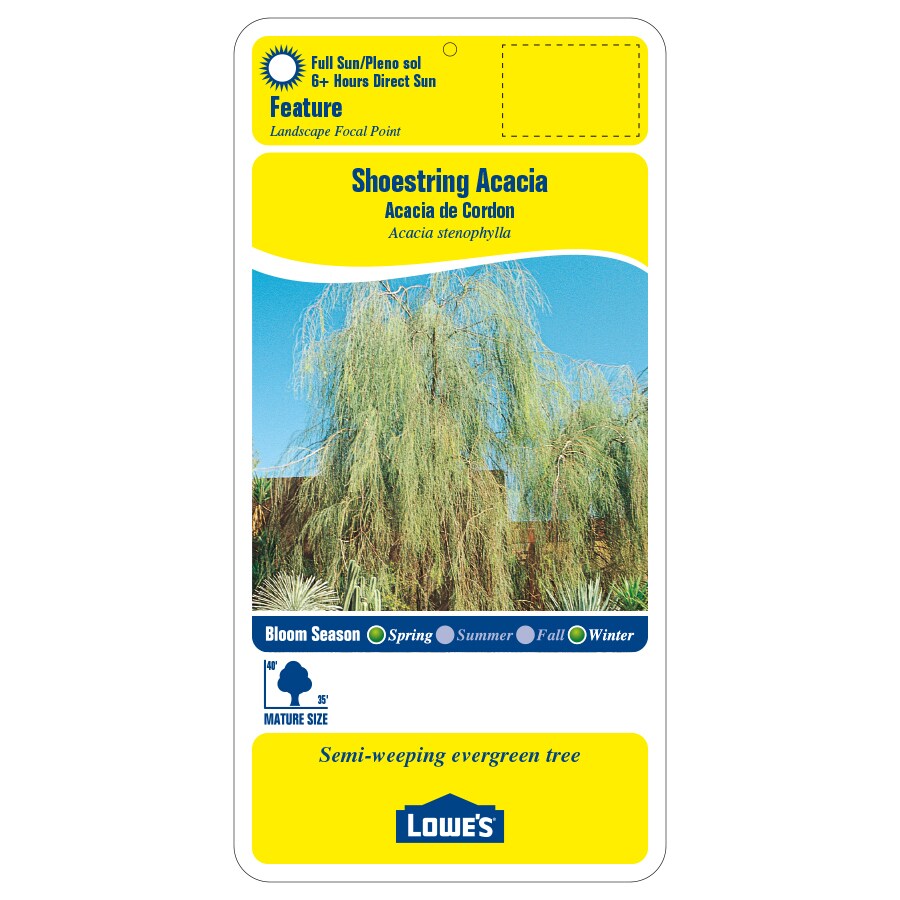 10.25 -Gallon Feature tree Evergreen Shoestring Acacia In pot (with ...