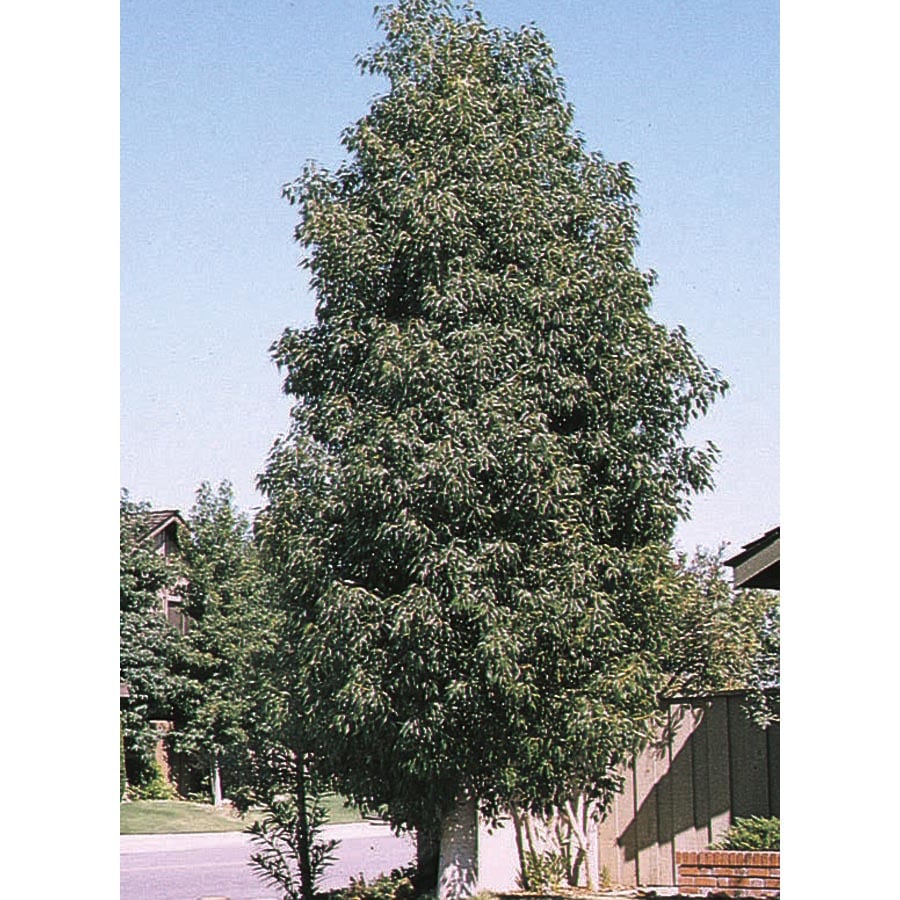 28.5 -Gallon Shade tree Bottle Tree In pot (with soil) in the Trees ...