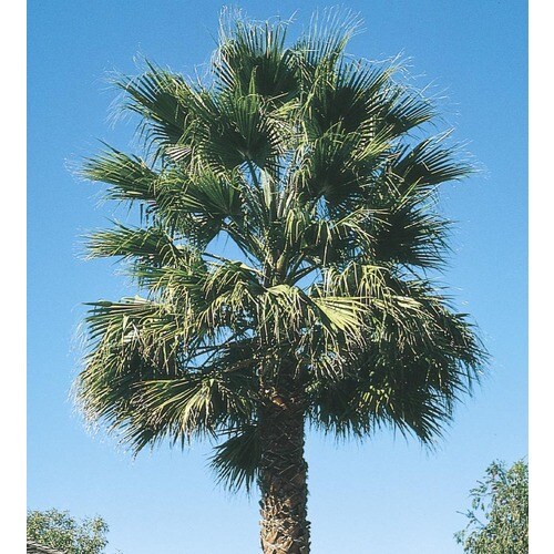California Fan Palm (L7197) in the Tropical Plants department at Lowes.com