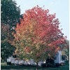 15-Gallon Yellow Fall Fiesta; Sugar Maple Shade Tree in Pot (With Soil ...