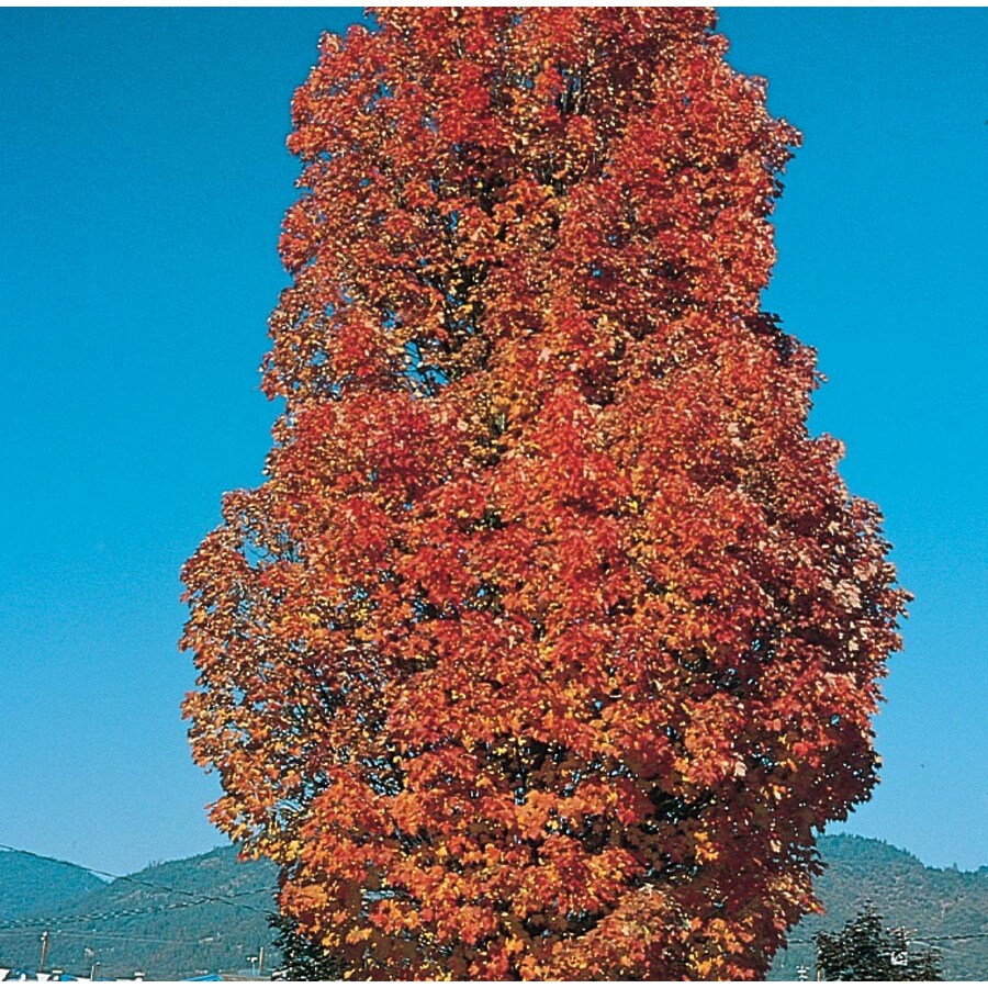 5.5-Gallon Red Armstrong Red Maple Shade Tree in Pot (Lw03548) in the ...
