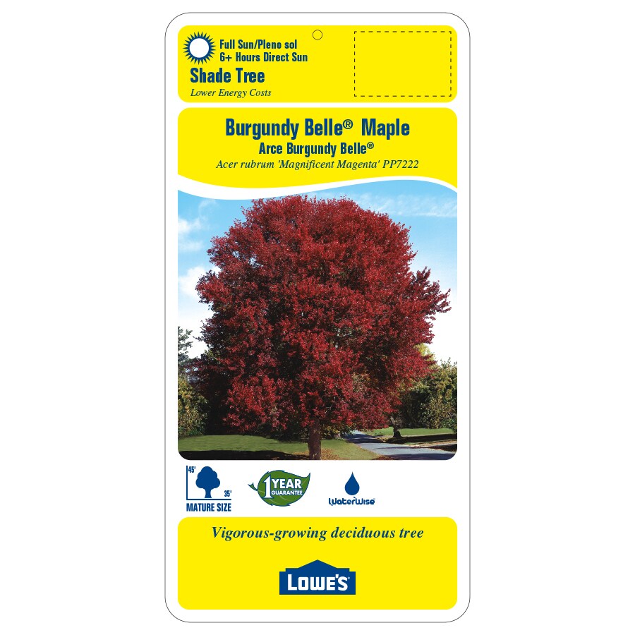 13.66-Gallon Red Burgundy Belle Maple Shade Tree in Pot (L2079) in the ...